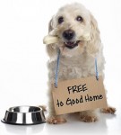 Dog Health & Safety | No More FREE to Good Home Pets - NEVER Give a Pet ...