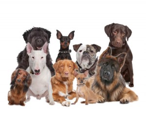 Animal Cruelty | A Dog's Plea - a Poem by Beth Norman Harris