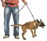 Insights to Dog Behavior | Lunging at Other Dogs and Traffic and ...